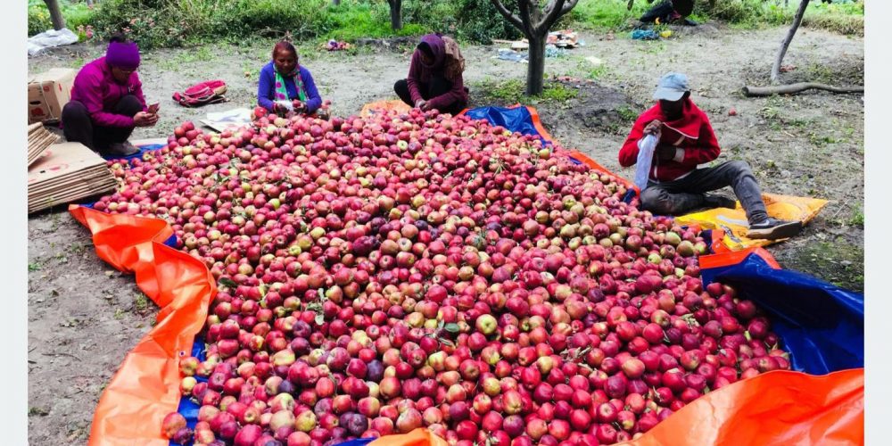 मुस्ताङबाट यस वर्ष ५० करोडको स्याउ निकासी « Globe Nepal