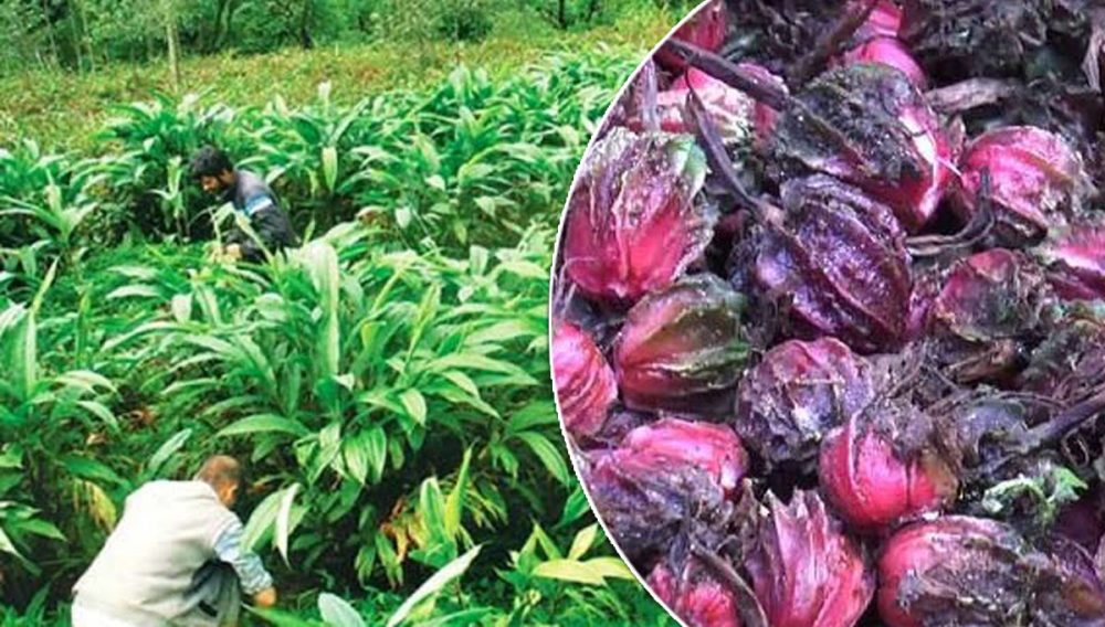 अलैँची बिक्रीबाट २० करोड आम्दानी « Globe Nepal