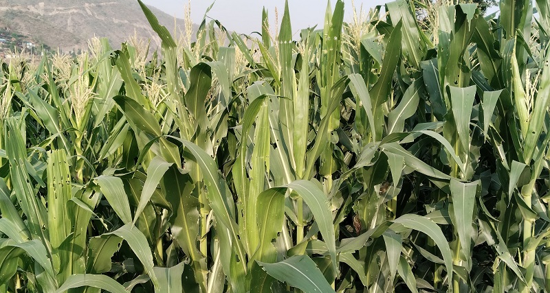 रामेछापमा फौजी कीराको प्रकोप « Globe Nepal